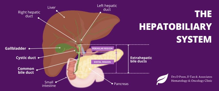 A general guide to bile duct cancer and gallbladder cancer by Medical ...